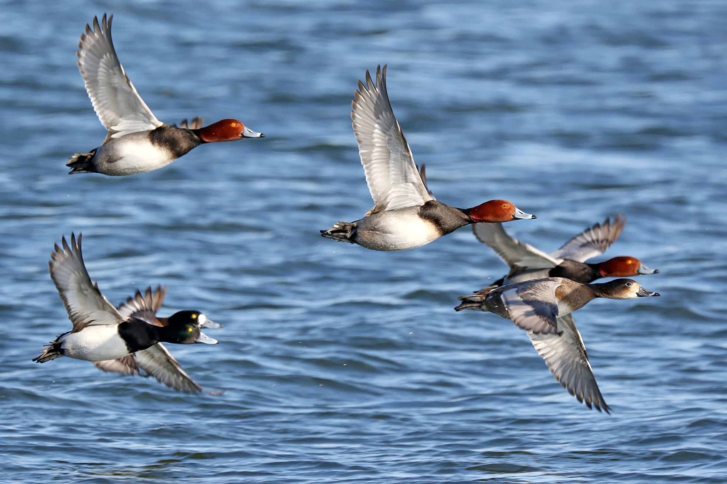 Williamson Outfitters - Duck Hunting, Fishing, Guide Service, Charter ...